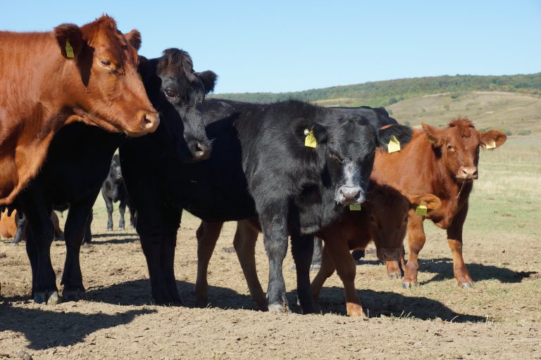 RED ANGUS AND DIFFERENCES BETWEEEN RED AND BLACK ANGUS CATTLE ...